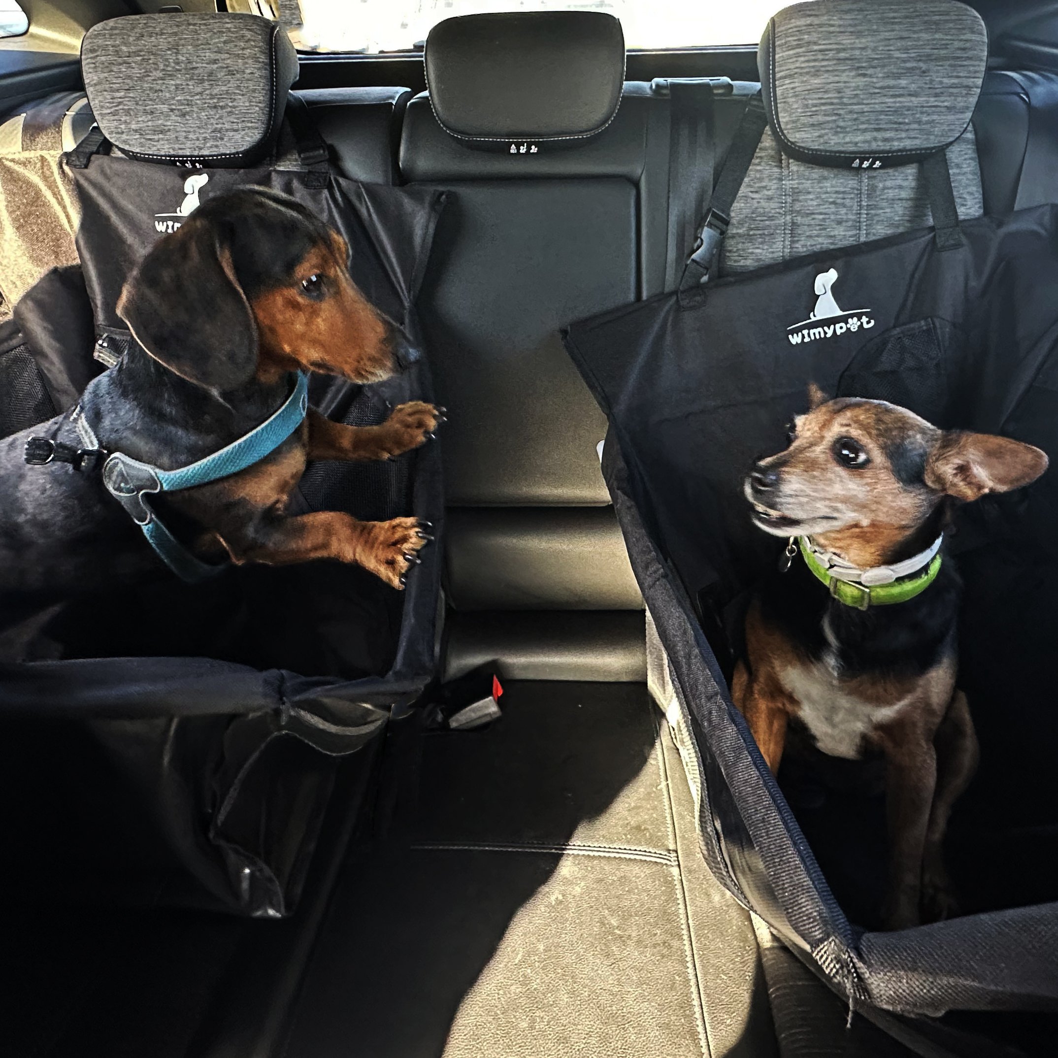 Pet Friendly Car Rental | SRC Rent Car | SRC Rent Car - Your rental ...